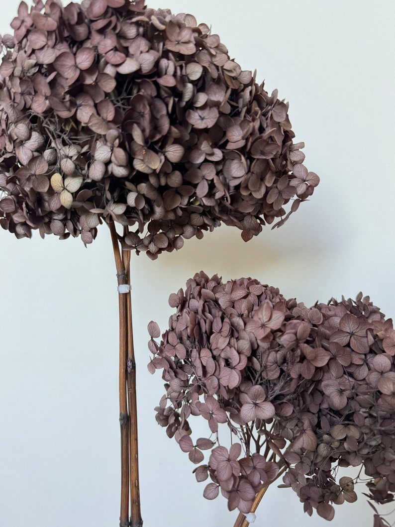 LARGE Head - Preserved Hydrangeas | Espresso Chocolate Brown | Dried ...