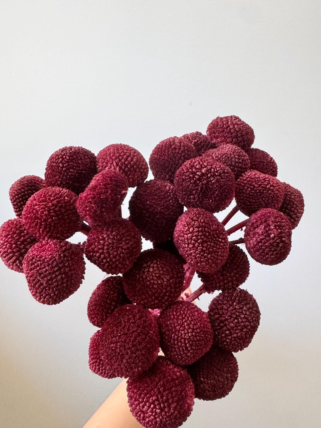 Preserved Cute Burgundy Red Billy Buttons - Bunch of 10 | Dried Flower ...
