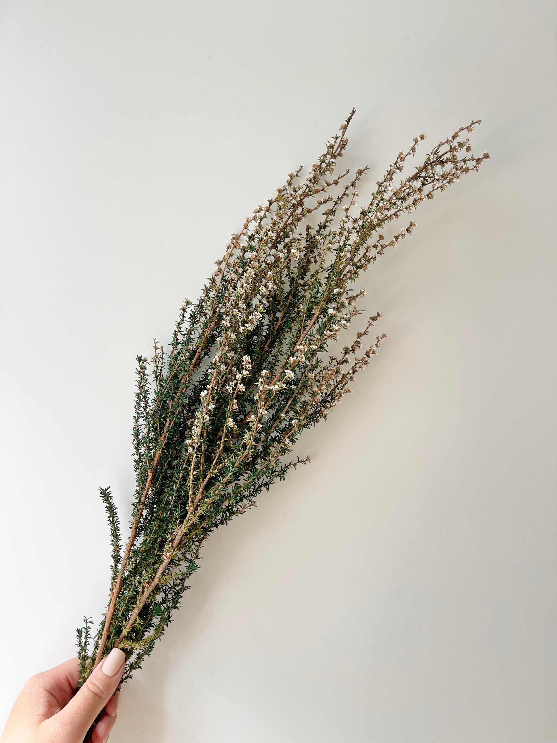 Preserved Dried Bunch of Native Tea Tree Natural Arrangement - Etsy