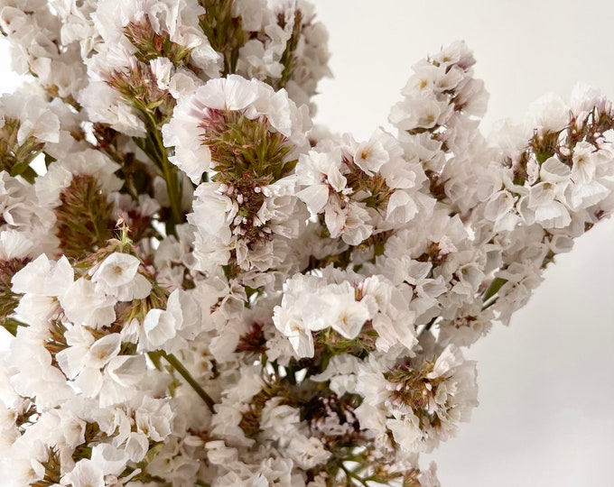 Preserved Naturally Dried Bunch of STATICE Limonium WHITE Shower Bath ...