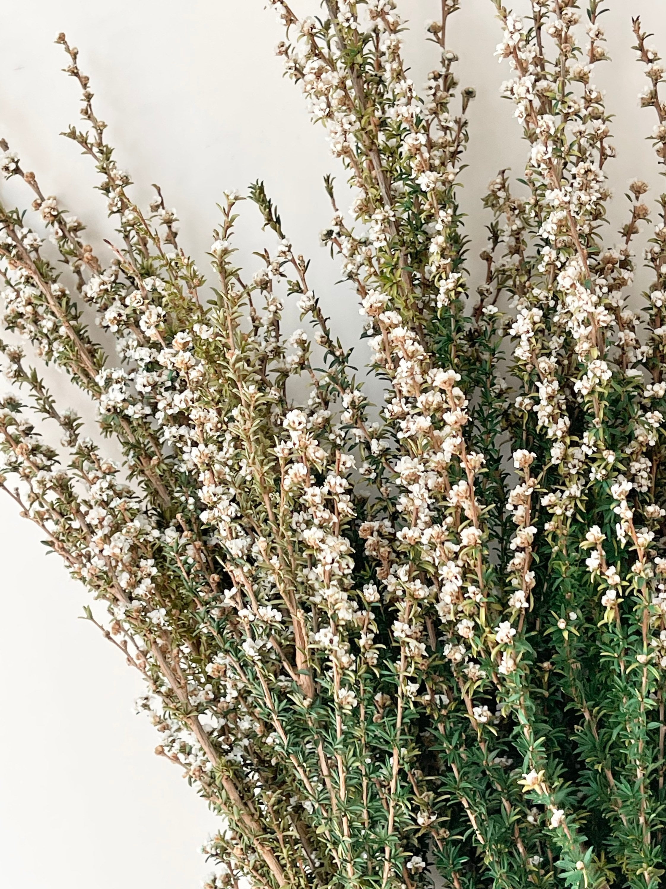 Preserved Dried Bunch of Native Tea Tree Natural Arrangement - Etsy