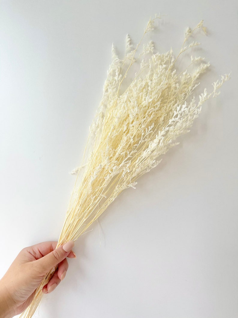 Preserved Dried MISTY LIMONIUM Caspia Plant White Cream / | Etsy