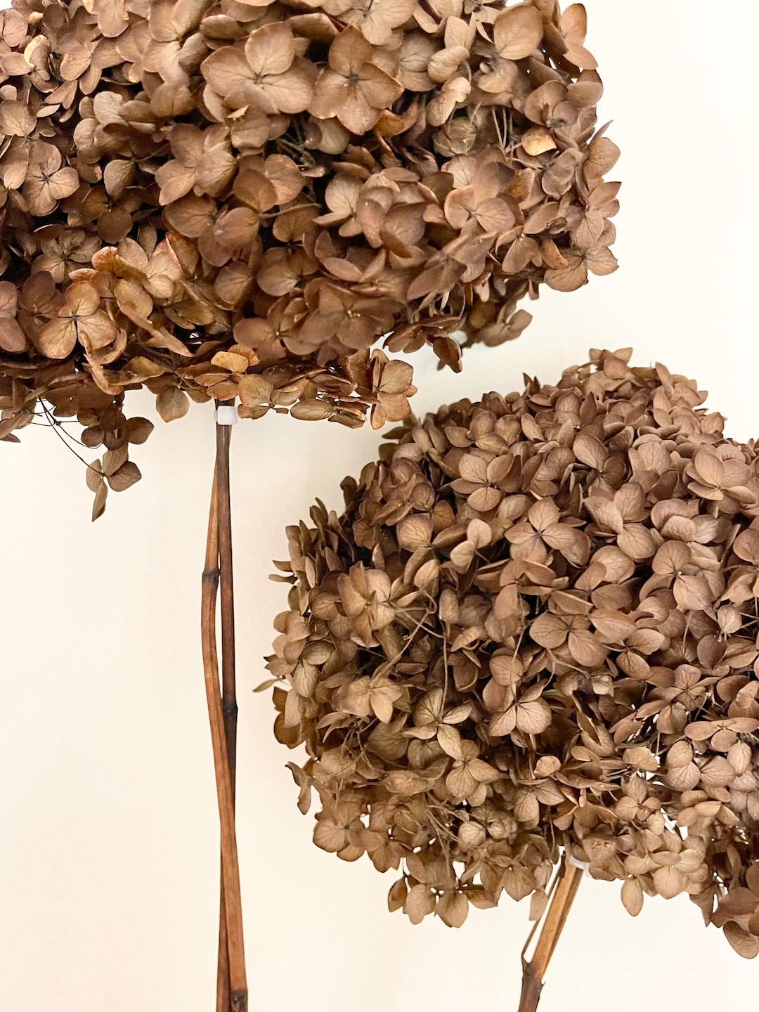 LARGE Head - Preserved Hydrangeas | Dark CHOCOLATE | Dried Flowers ...