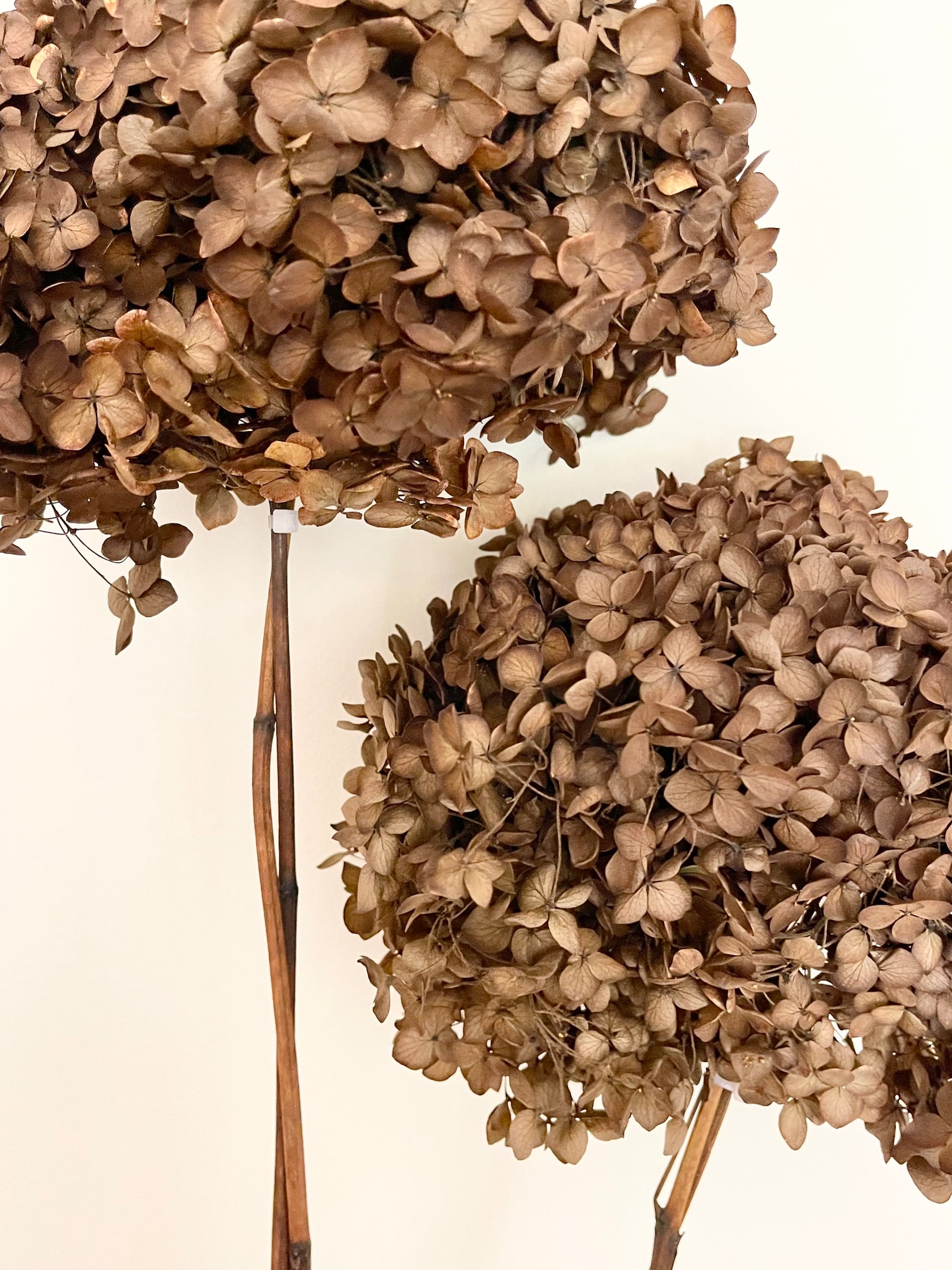 LARGE Head - Preserved Hydrangeas | Dark CHOCOLATE | Dried Flowers Floral Design | Natural ...