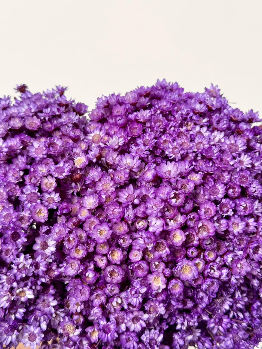 Preserved Dried Bunch of Stardust Baby Daisy Grass | Violet Dreams ...