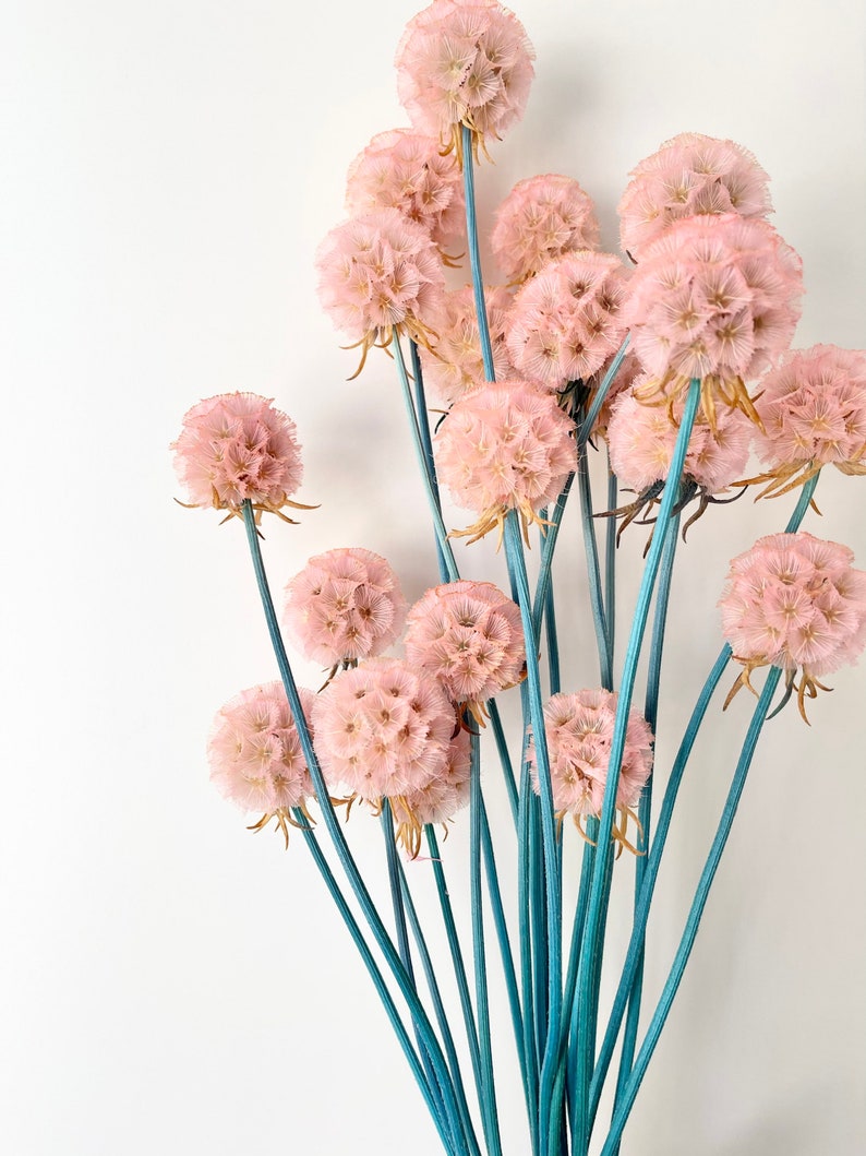 High Quality Preserved Coloured Scabiosa Pods Balls Dried - Etsy Australia
