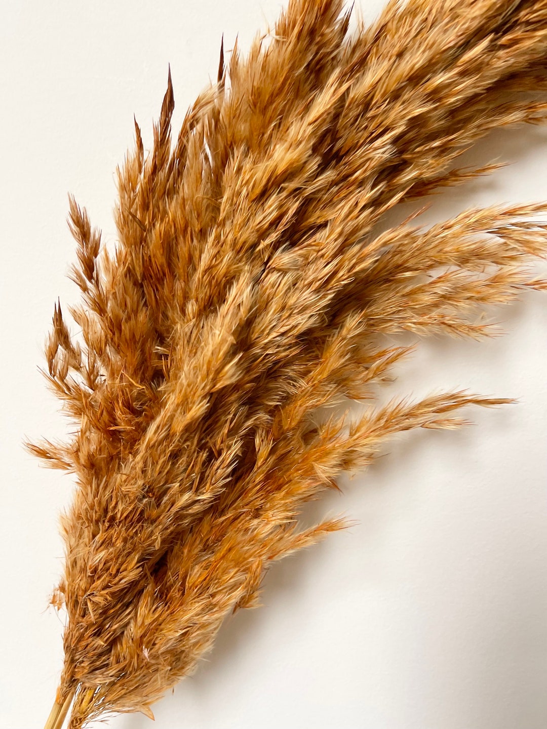 Preserved Ginger Candy Large Feather Reed Ferns | Dried Flower Floral ...