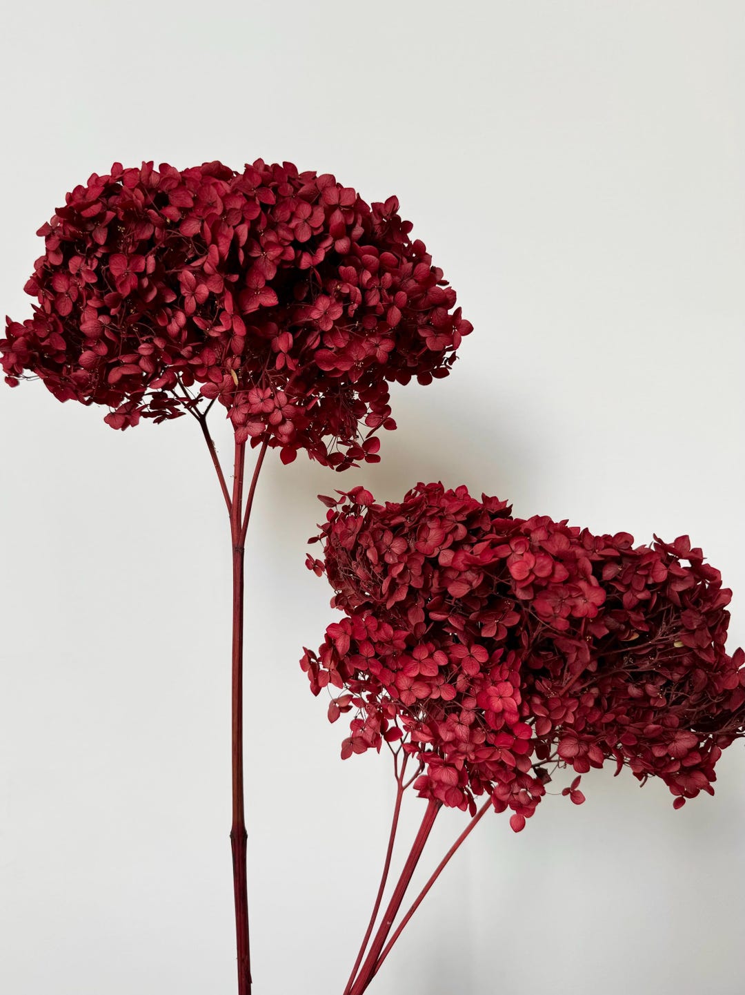 Preserved Hydrangeas - Large Head | Dried Flower Floral Design ...