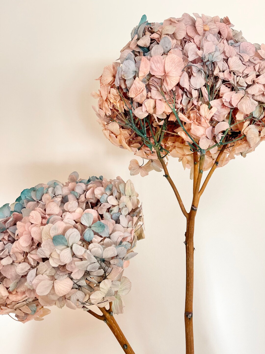 Dried Preserved Hydrangeas - Large Head - Ruffled Big Petals | Dried ...