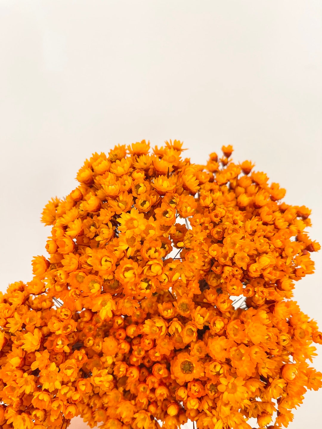 Preserved Dried Bunch of Stardust Baby Daisy Grass Orange Juice Natural ...