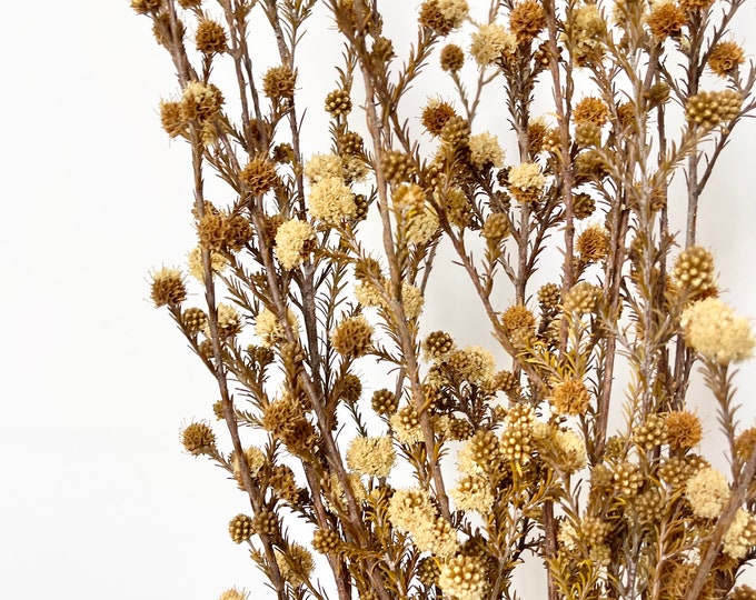 Preserved Dried Native Botanical Bubble Kunzea Flower Bush Plant Dried ...
