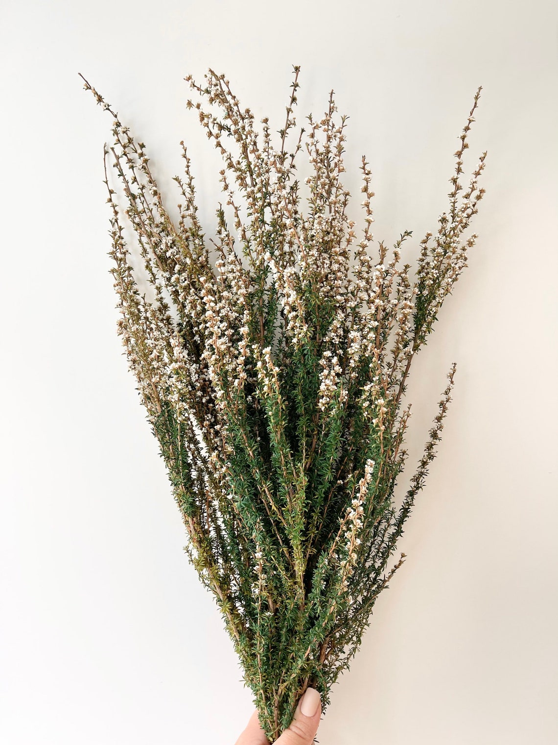 Preserved Dried Bunch of Native Tea Tree Natural Arrangement - Etsy