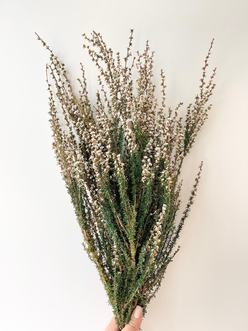 Preserved Dried Bunch of Native Tea Tree Natural Arrangement - Etsy