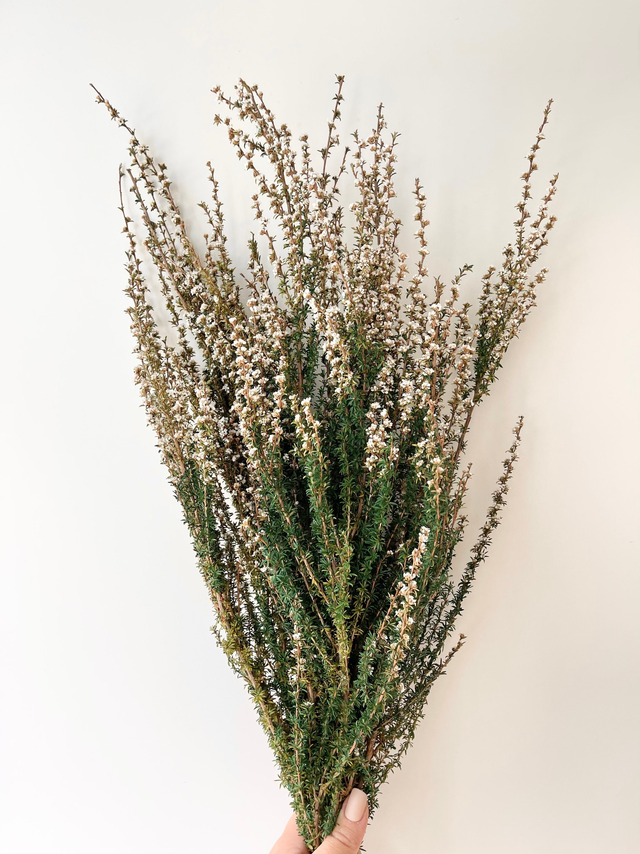 Preserved Dried Bunch of Native Tea Tree Natural Arrangement - Etsy
