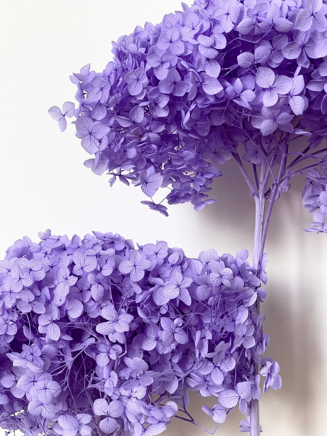LARGE Head - Preserved Hydrangeas | Purple Indigo | Dried Flowers ...