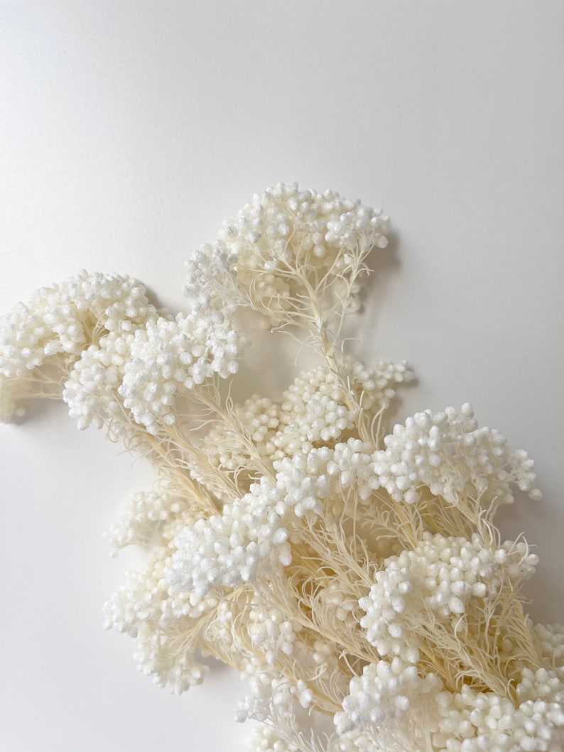 Bunch of Preserved RICE FLOWER Plant Various Colour Dried - Etsy