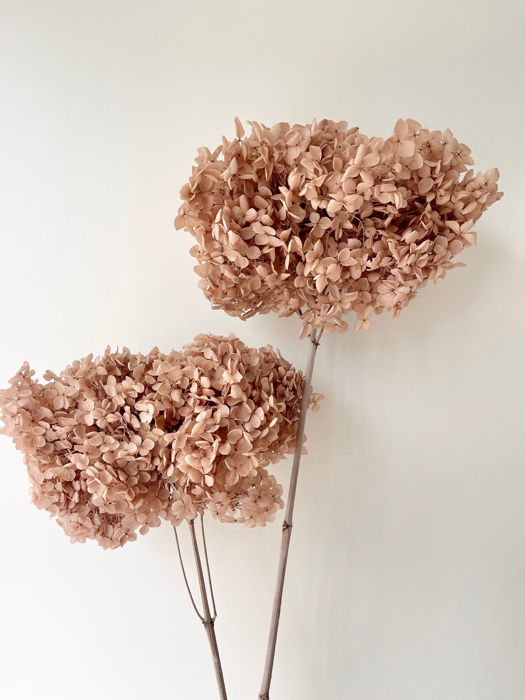 Dried Preserved Hydrangeas Stemmed Head High Quality Dried Flower ...
