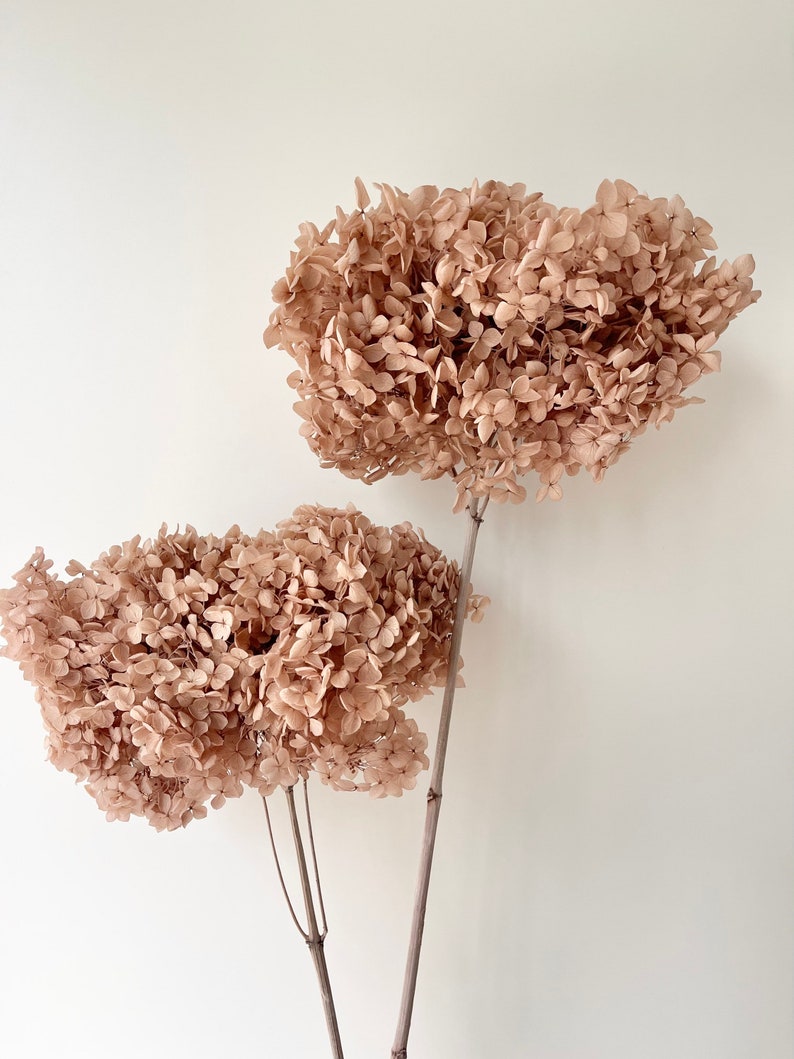 Dried Preserved Hydrangeas Stemmed Head High Quality Dried - Etsy