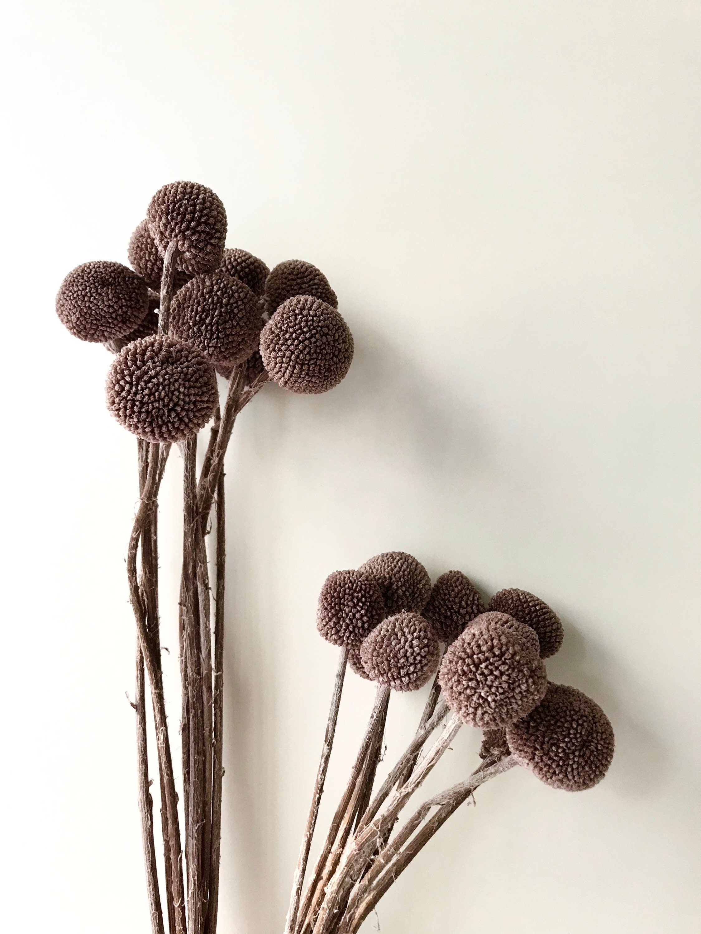 Preserved Cute BILLY BUTTONS billy Balls Bunch of 10 | Etsy Australia