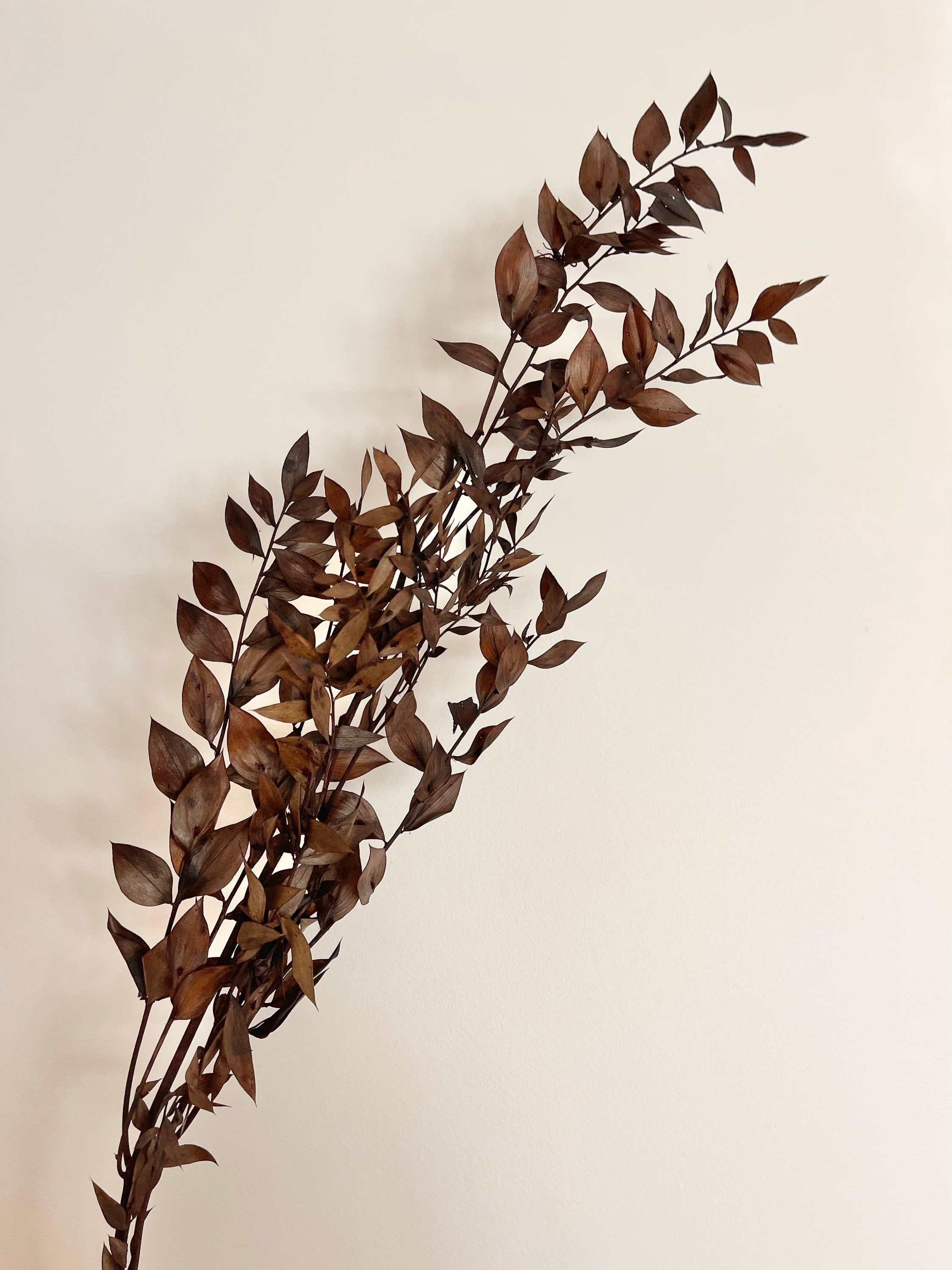 Preserved ITALIAN RUSCUS Fucus Leaves - Dark Chocolate | Floral Design ...
