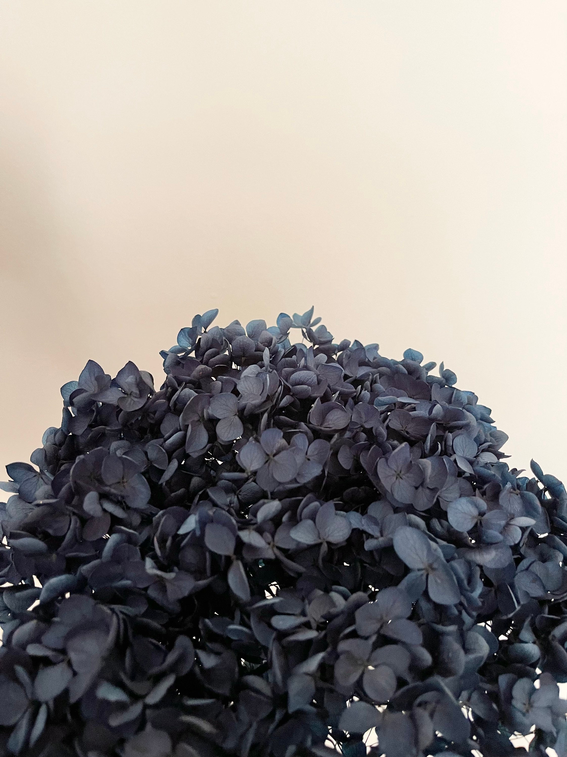 Preserved Hydrangeas - Large Head | Dried Flower Floral Design ...