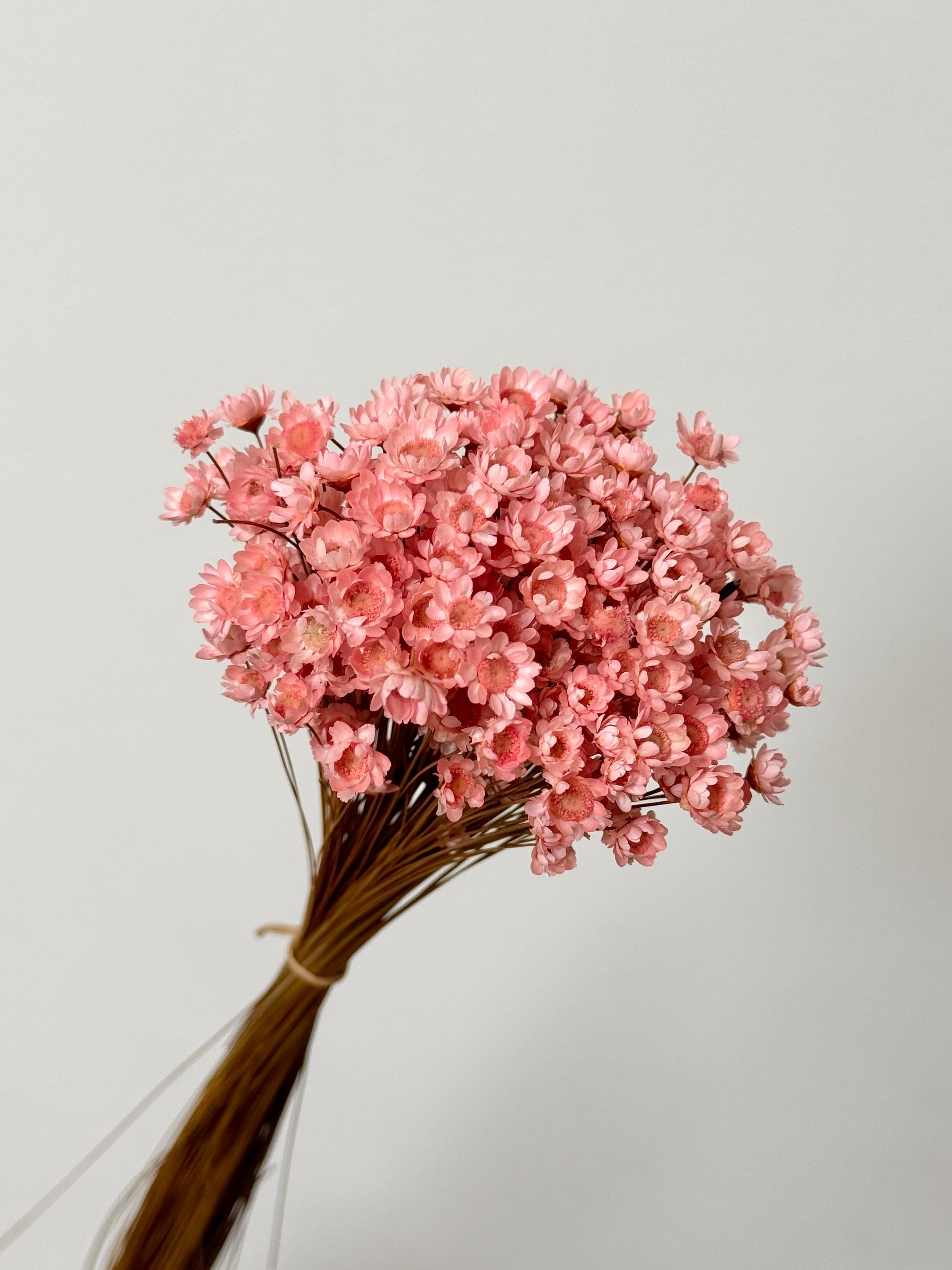 Preserved Dried Bunch of Stardust Baby Daisy Grass | Blush Peach ...