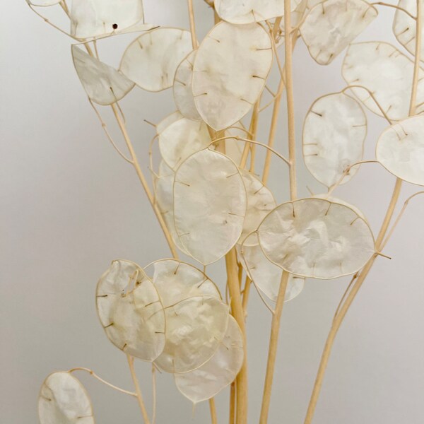 Dried Lunaria - Etsy