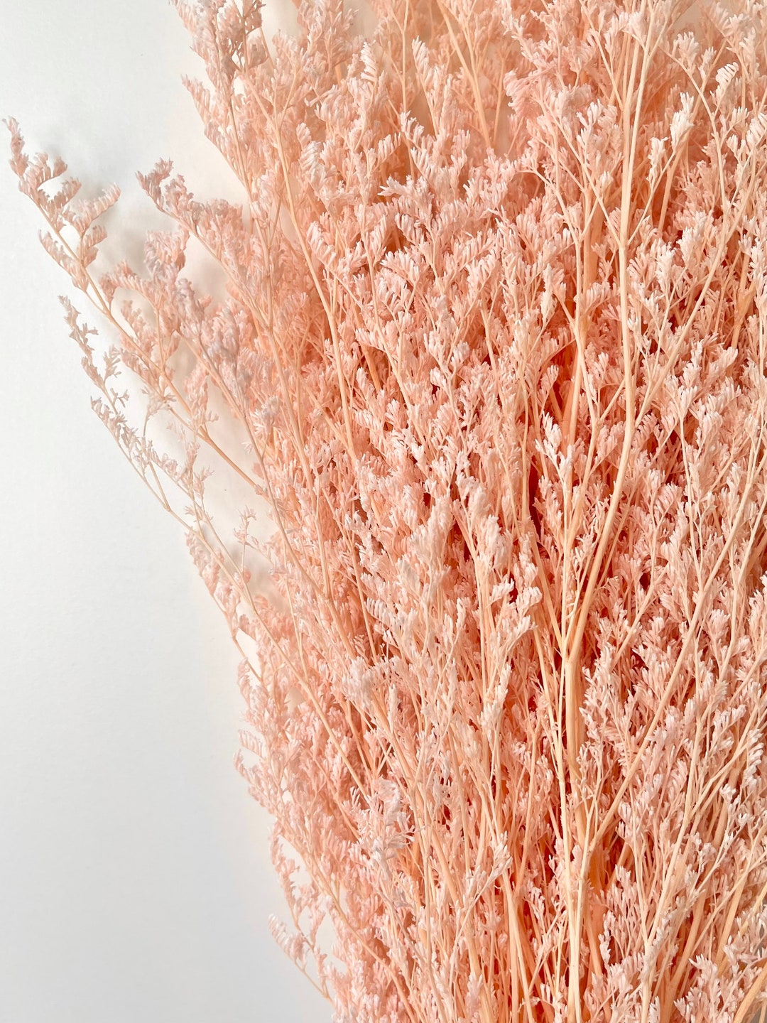 Preserved Dried MISTY LIMONIUM Caspia Plant | Pink Shades | Dried ...