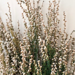 Preserved Dried Bunch of Native Tea Tree Natural Arrangement - Etsy