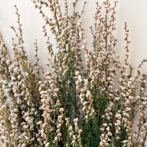 Preserved Dried Bunch of Native Tea Tree Natural Arrangement - Etsy