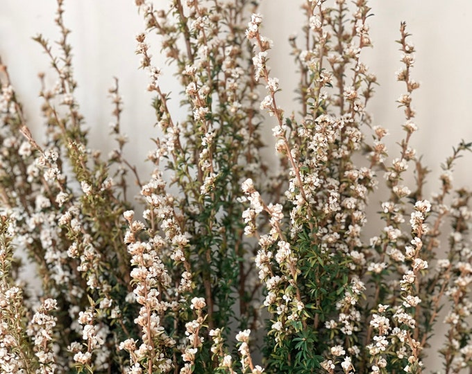 Preserved Dried Bunch of Native Tea Tree Natural Arrangement - Etsy