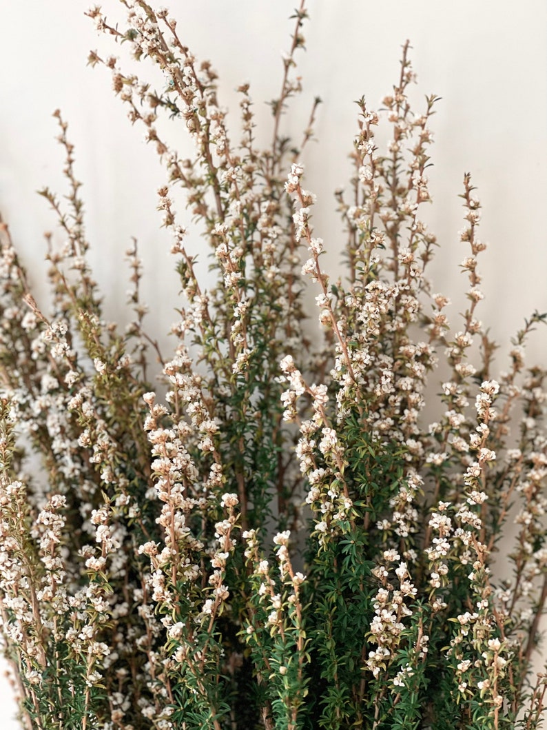 Preserved Dried Bunch of Native Tea Tree Natural Arrangement - Etsy