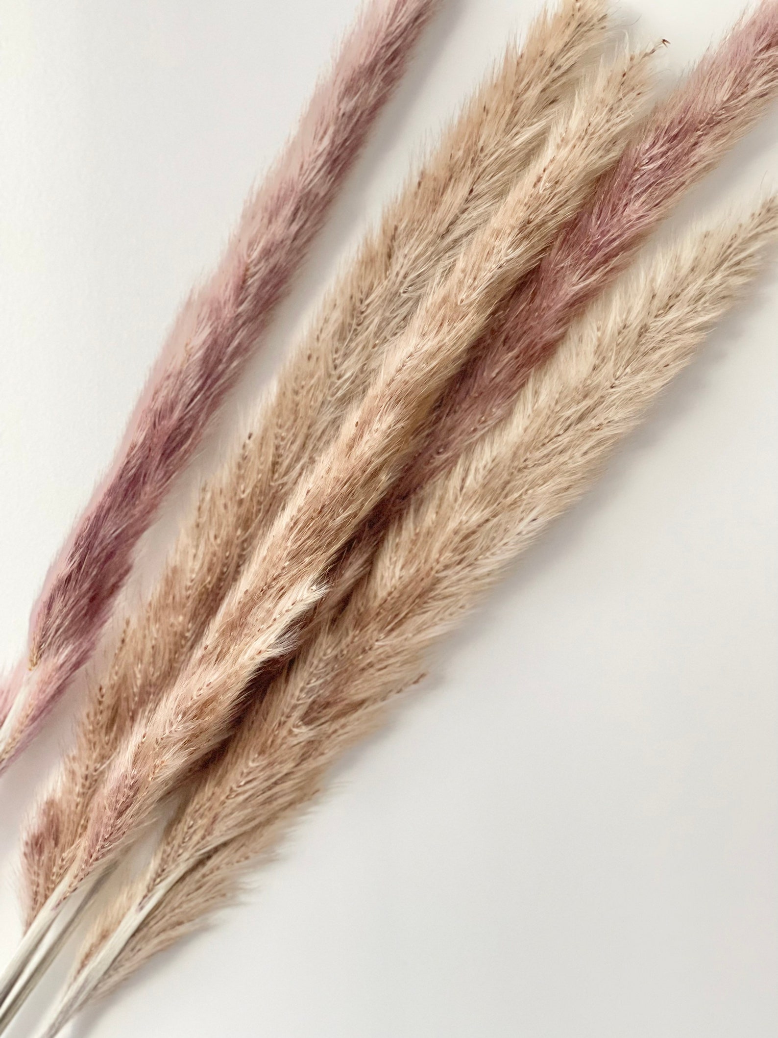 Preserved Brown Natural Small Pampas Grass Stems Dried | Etsy