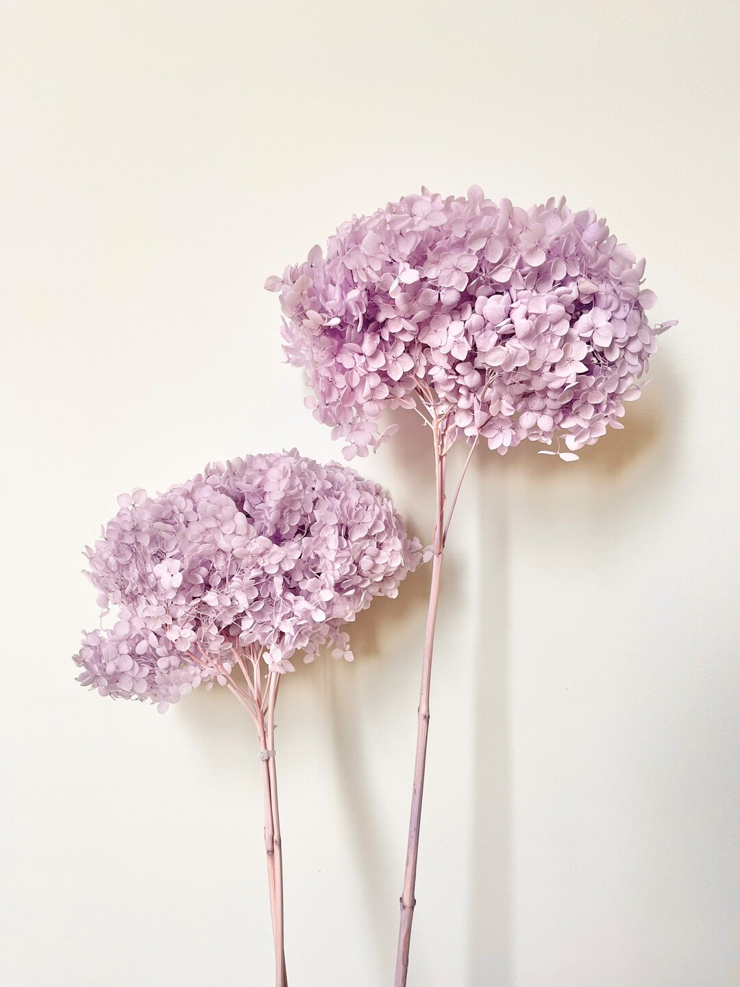 LARGE Head Preserved Hydrangeas Mystic Violet Dried - Etsy
