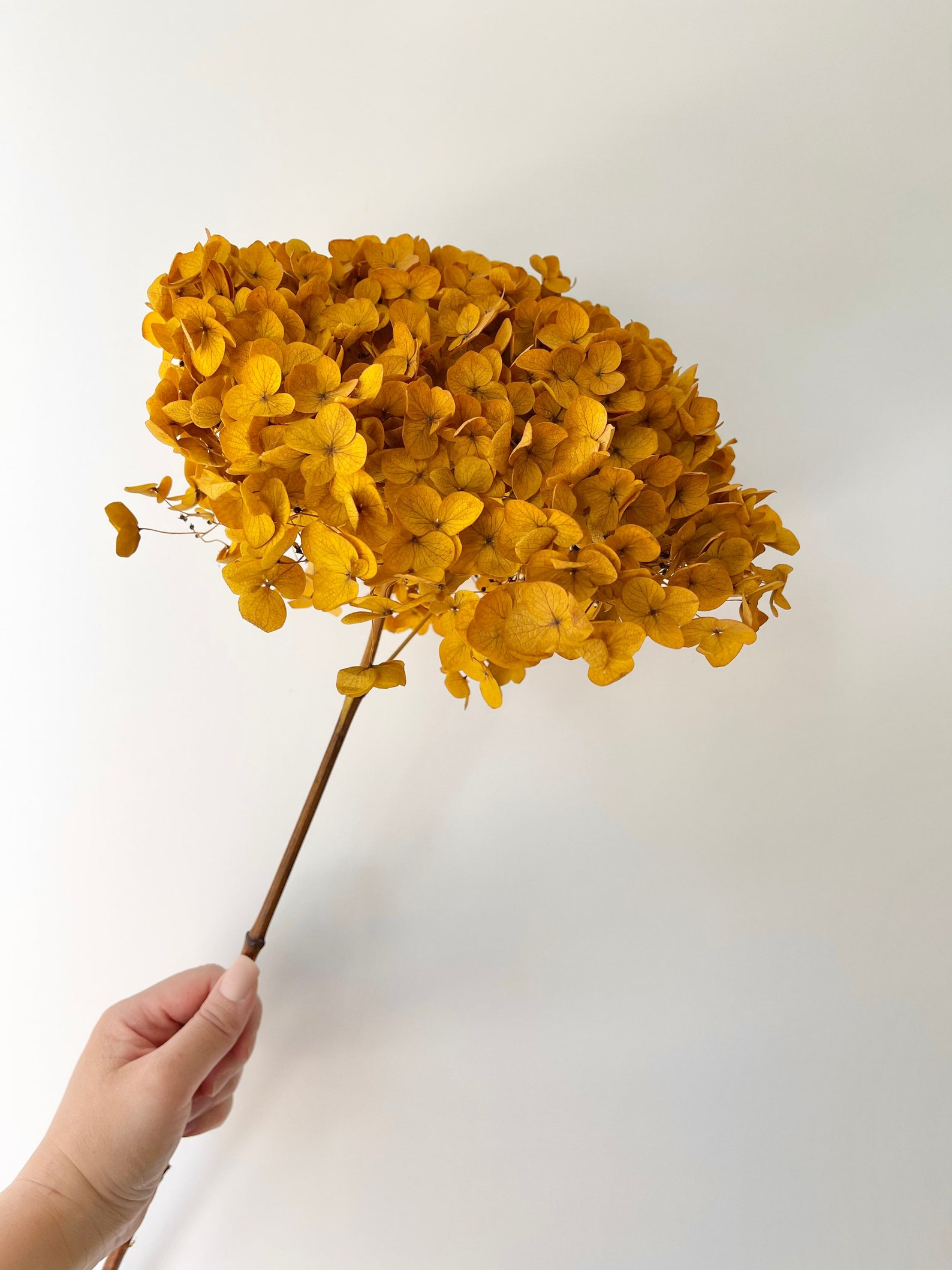 LARGE Head Preserved Hydrangeas Golden Hour Dried - Etsy