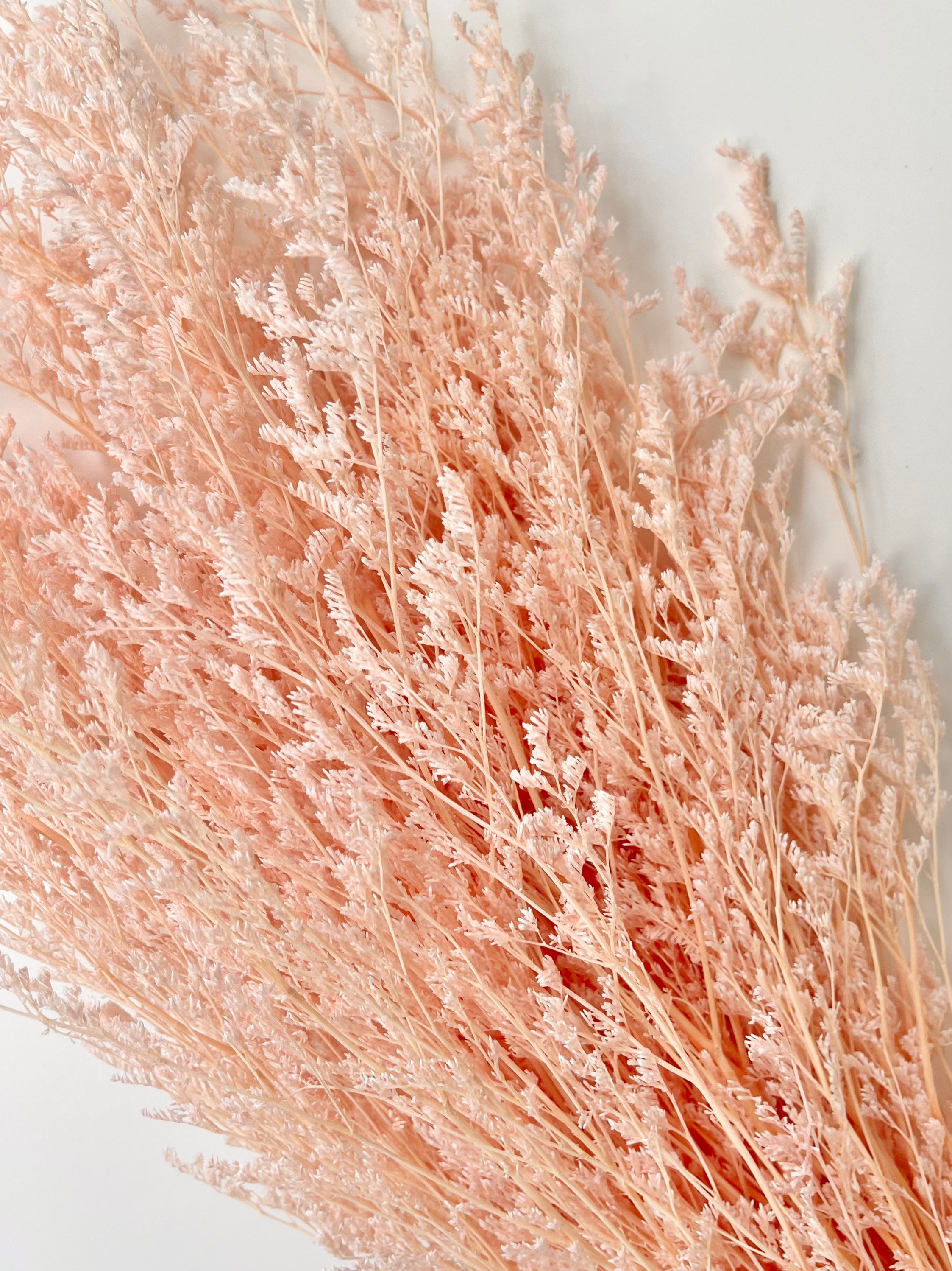 Preserved Dried MISTY LIMONIUM Caspia Plant Pink Shades | Etsy