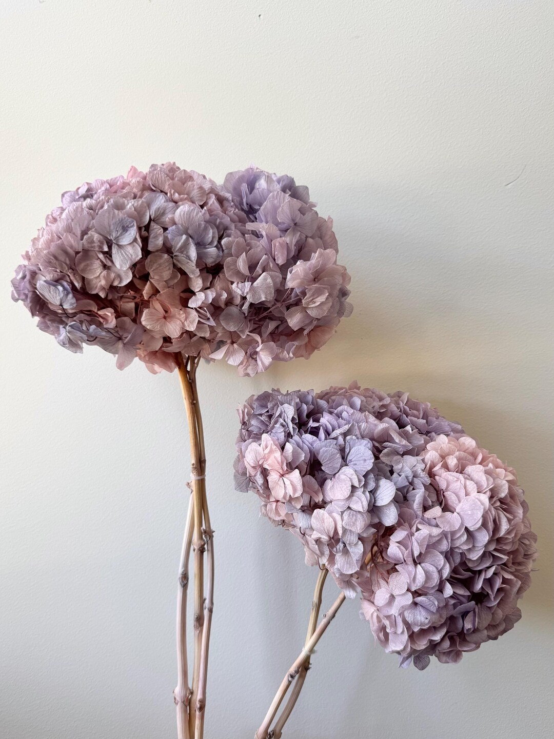 Dried Preserved Hydrangeas - Large Head - Ruffled Big Petals | Dried ...