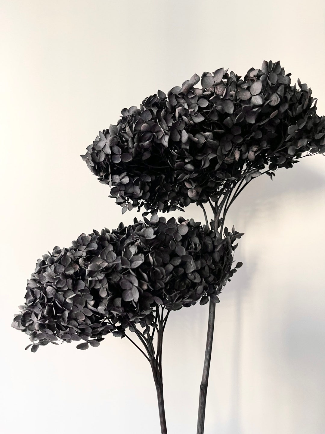 High Quality - Large Size Head - Preserved Hydrangeas in Ebony BLACK ...