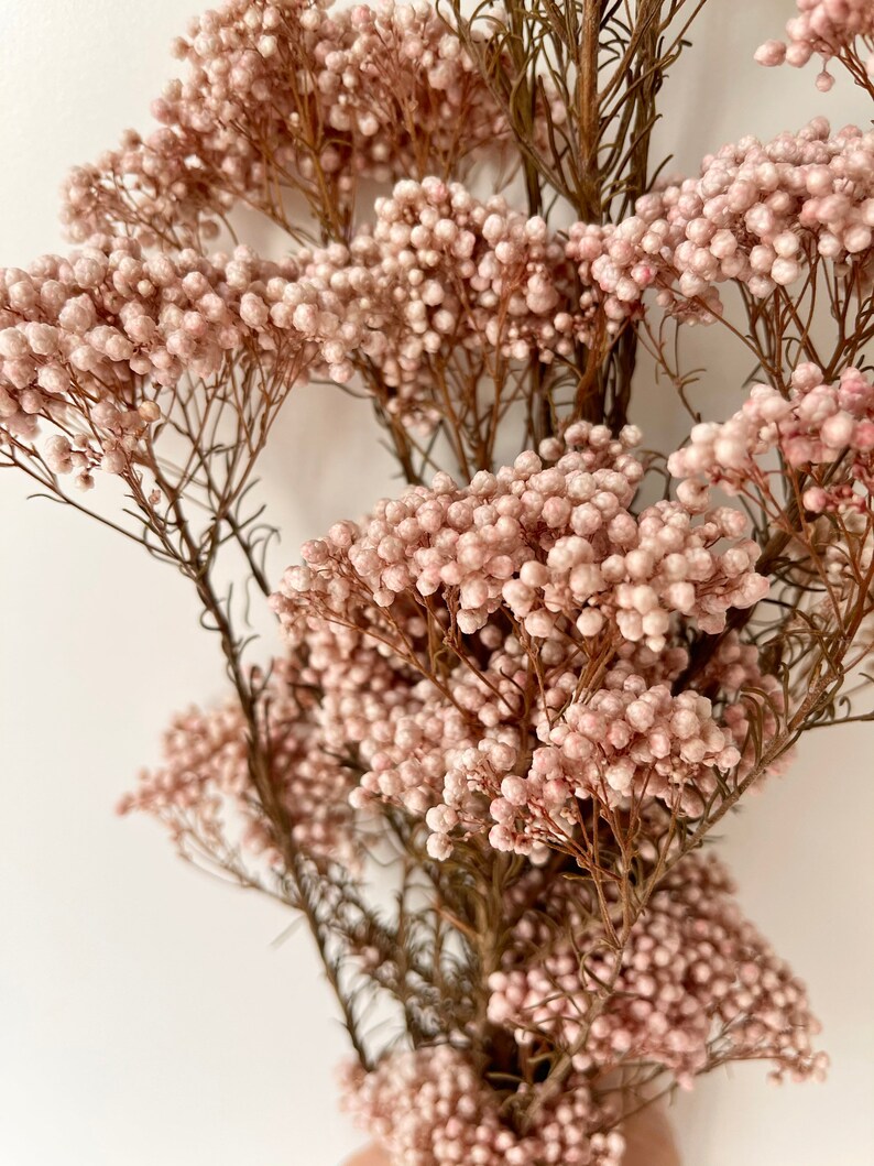 Bunch of Preserved RICE FLOWER Plant Various Colour Dried - Etsy