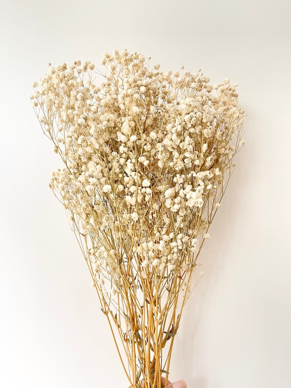 Preserved Natural BABY BREATHS Gypsophila Flower Stems Dried Flowers DIY Wedding Bouquet Boho Decor Crafts Arrangement Hamper Floral