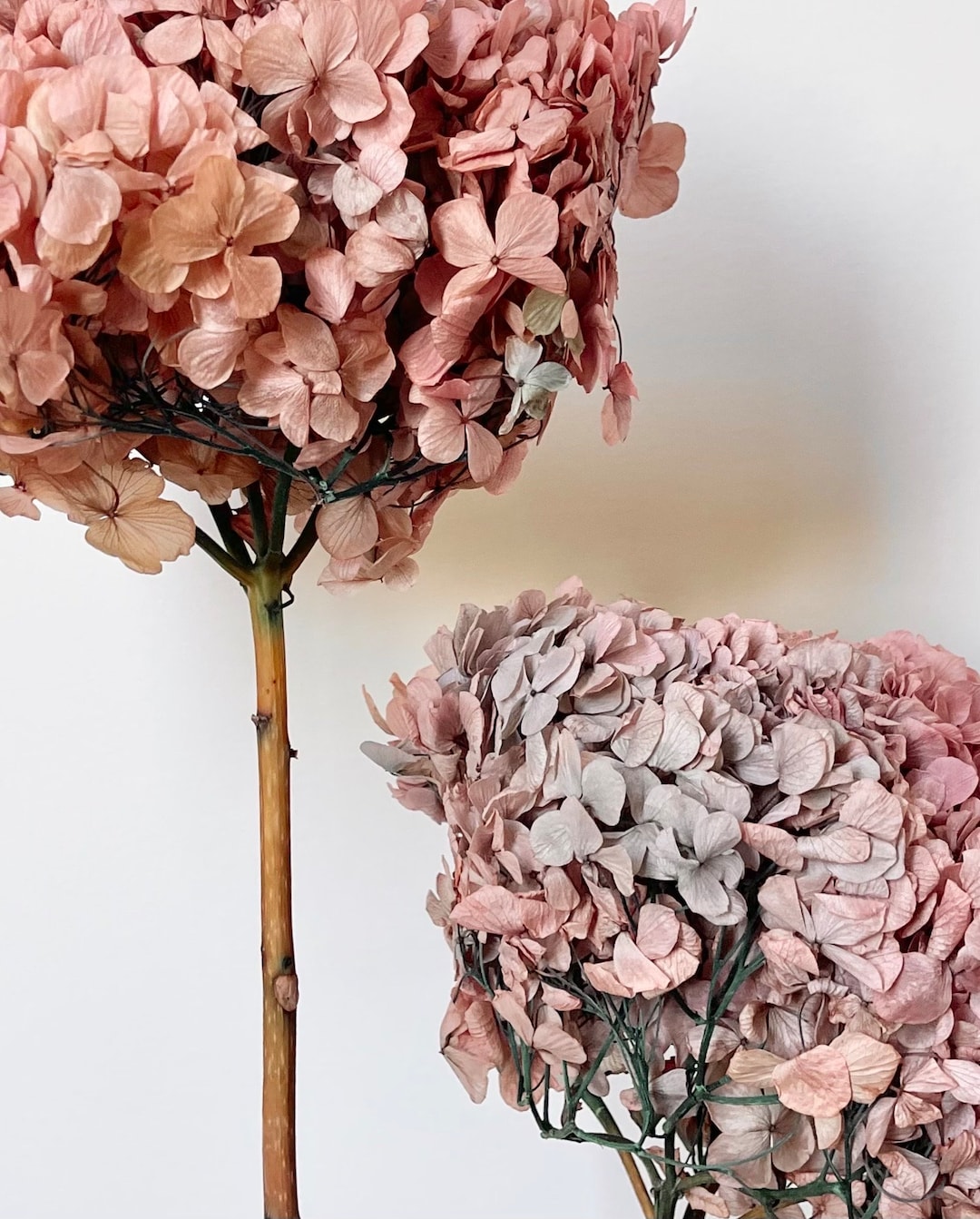 MULBERRY Shake Ruffle Leaves Large Head - Preserved Hydrangeas | Dried ...