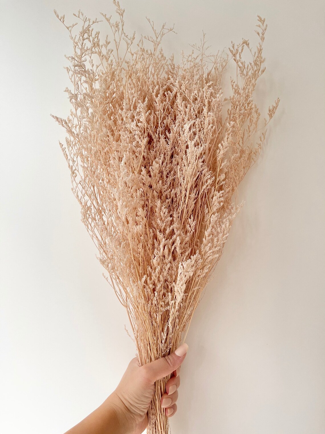 Preserved Dried MISTY LIMONIUM Caspia Plant White Cream / | Etsy