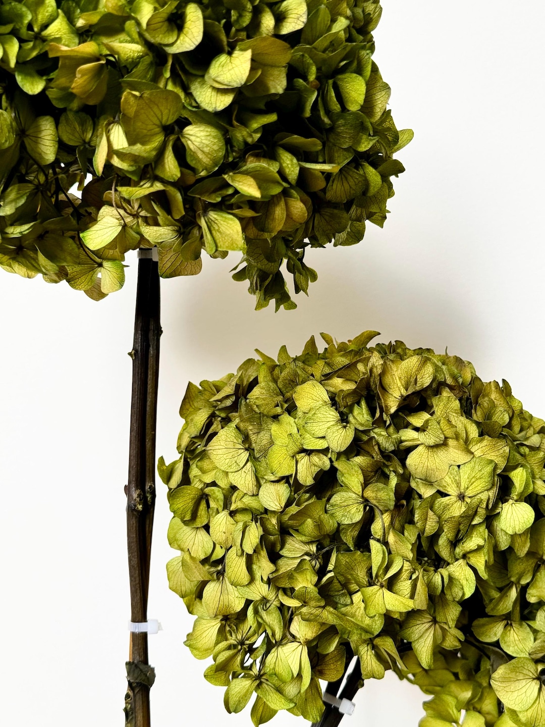 Dried Preserved Hydrangeas - Large Head - Ruffled Big Petals | Dried ...