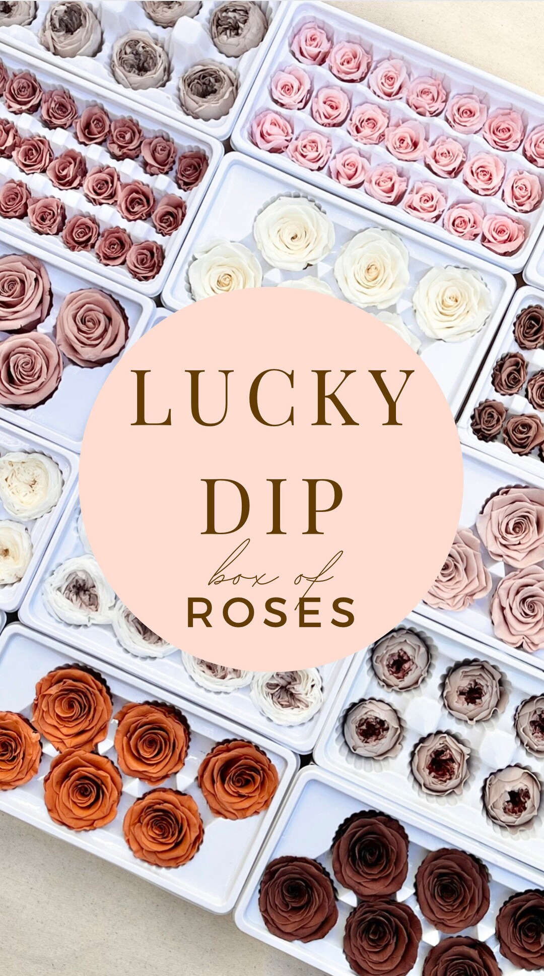 LUCKY DIP - Box of Dried Preserved Roses Heads | Random Colour and ...