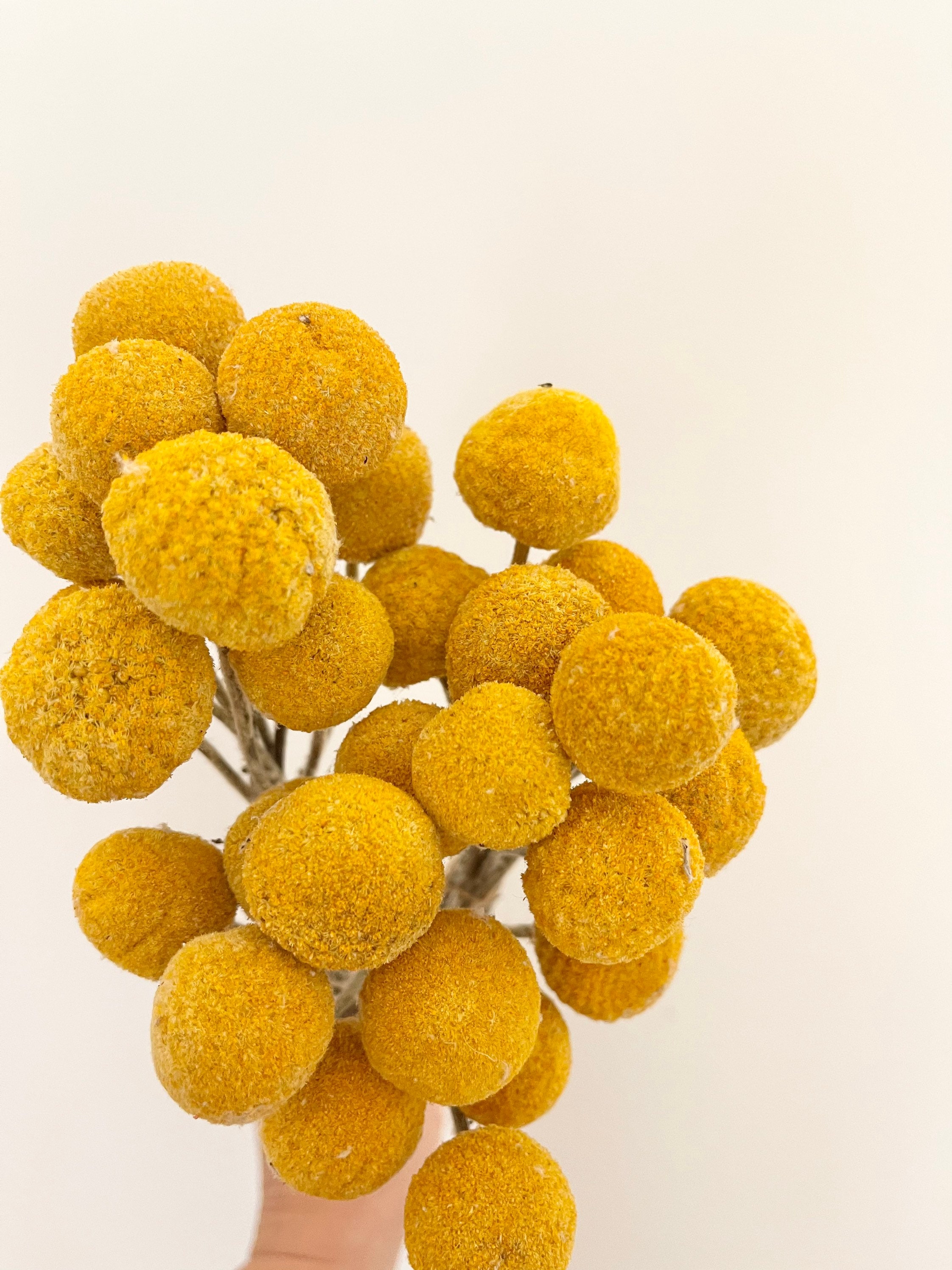 Preserved Cute Native Buttercup Yellow Billy Buttons Bunch - Etsy Australia