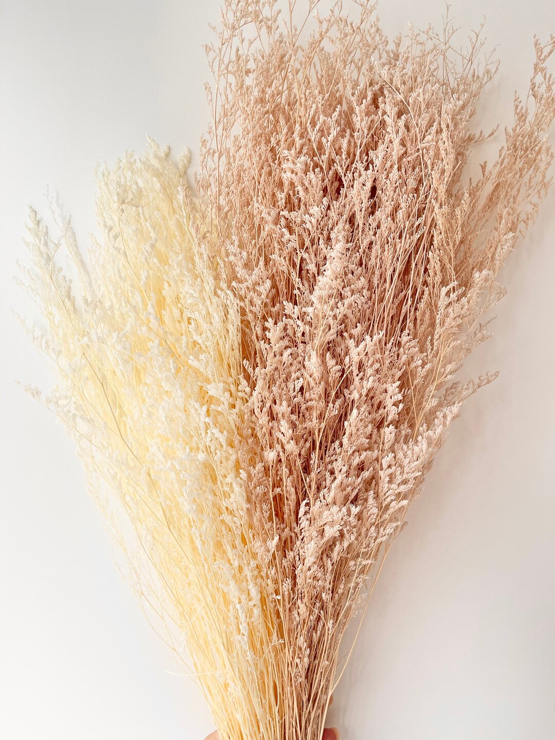 Preserved Dried MISTY LIMONIUM Caspia Plant | White Cream / Blush Beige ...