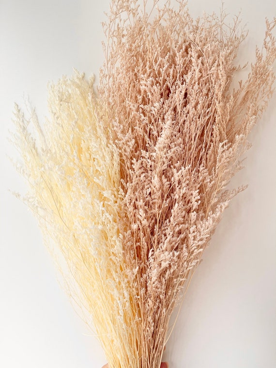 Preserved Dried MISTY LIMONIUM Caspia Plant White Cream / | Etsy