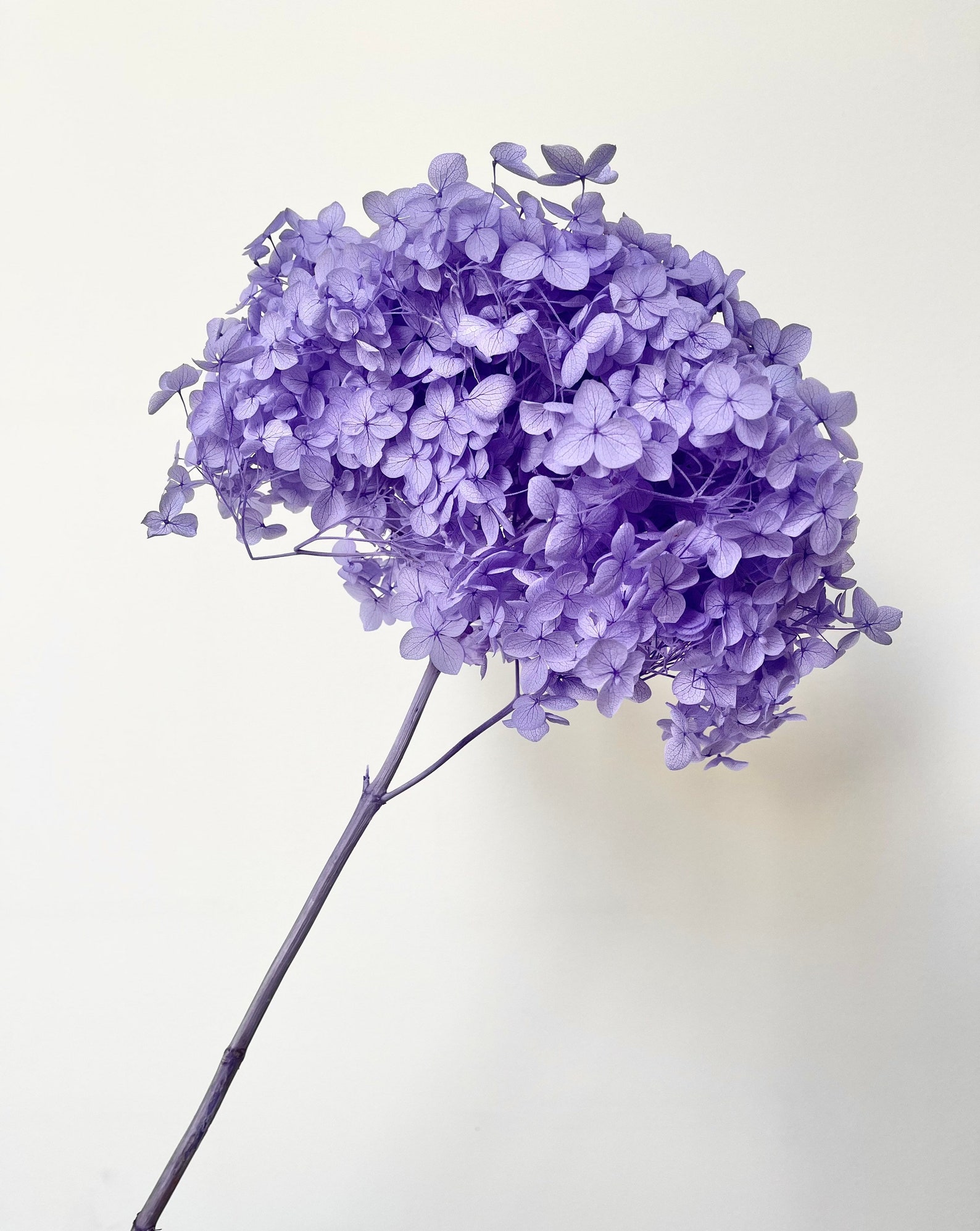 LARGE Head - Preserved Hydrangeas | Purple Indigo | Dried Flowers ...