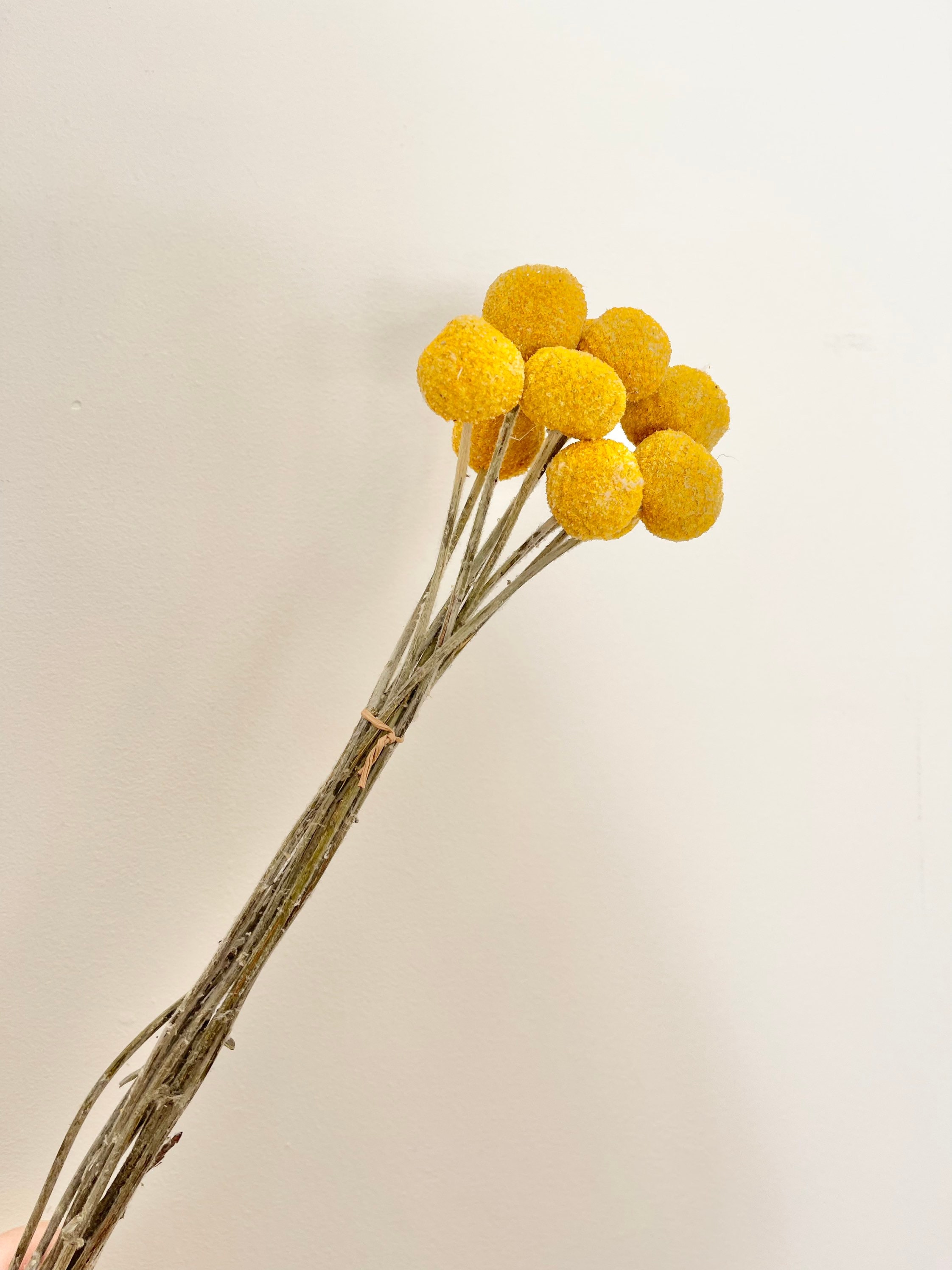 Preserved Cute Native Buttercup Yellow Billy Buttons Bunch - Etsy