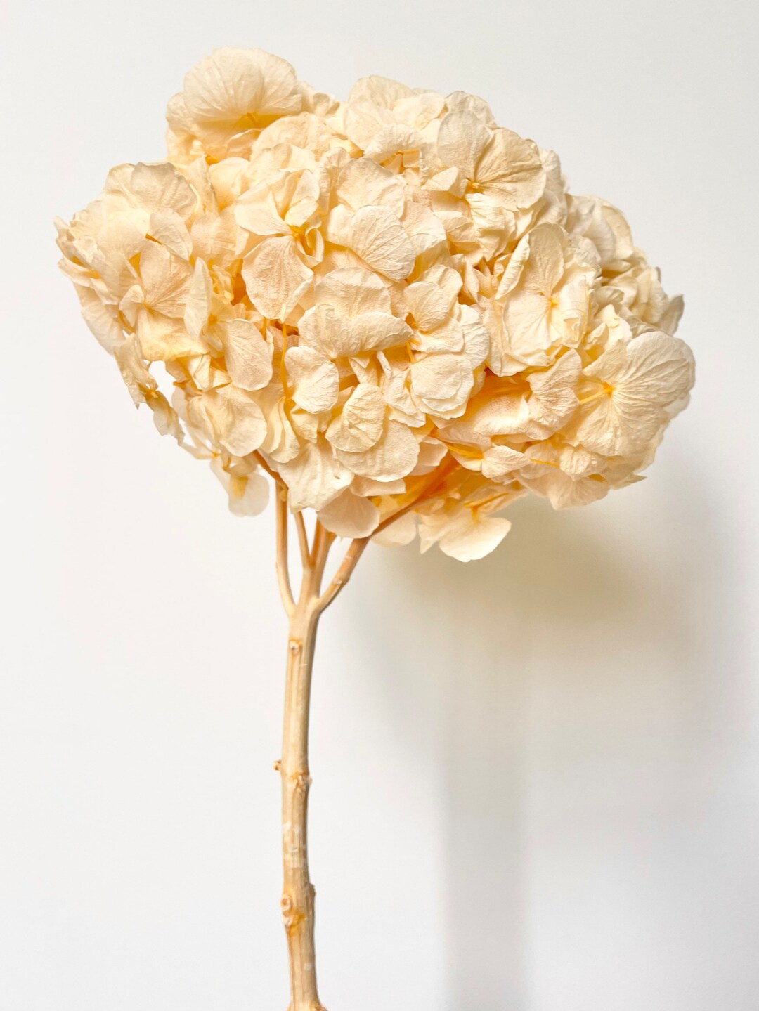 Dried Preserved Hydrangeas X-large Head Ruffled Big Petals Dried Flower ...